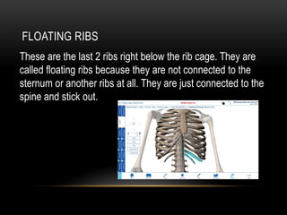 Skeletal disection ppt | PPT