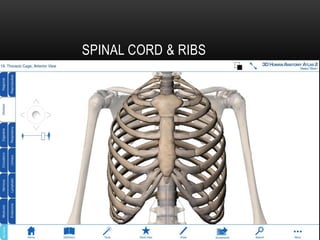 Skeletal disection ppt | PPT