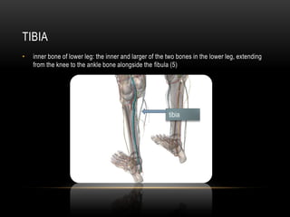 Skeletal disection ppt | PDF