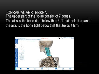 Skeletal disection ppt | PPT
