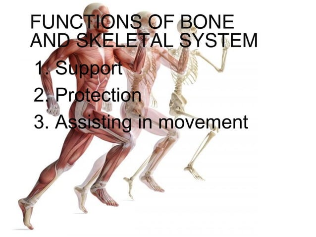 Skeletal, joint, muscle systems | PPT