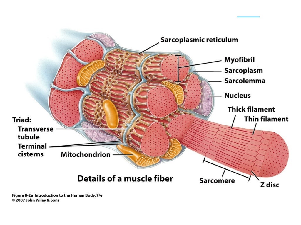 Skeletal, joint, muscle systems