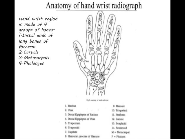 Skeletal maturity index