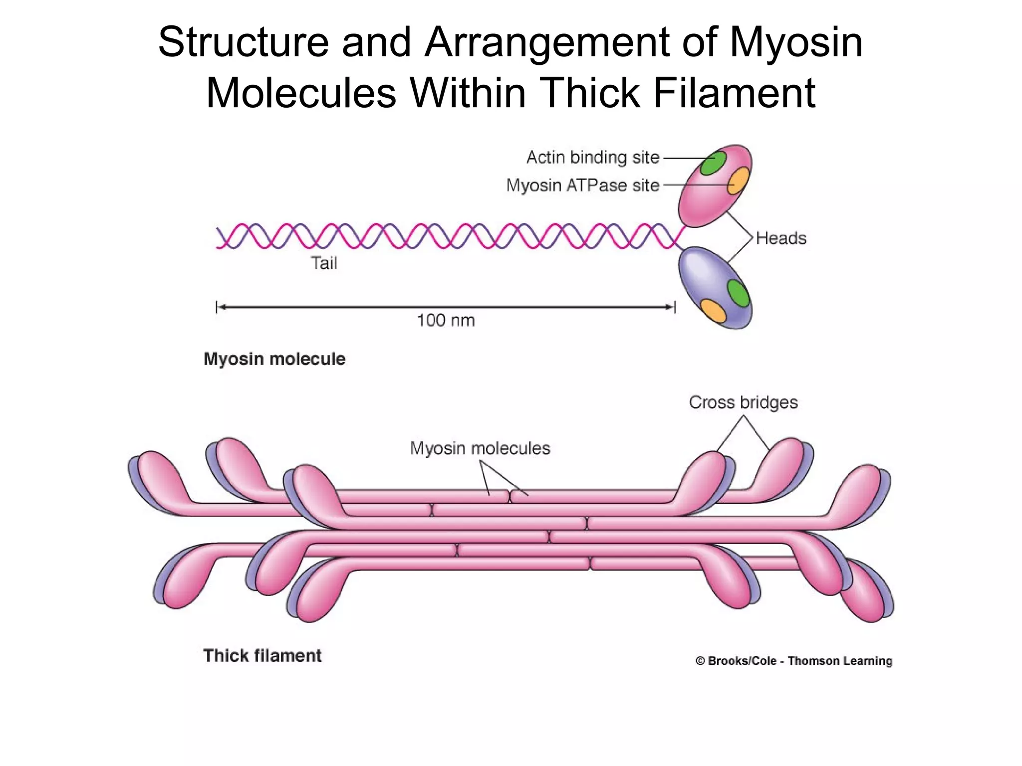 Skeletal Muscle Physiology Basics | PPT
