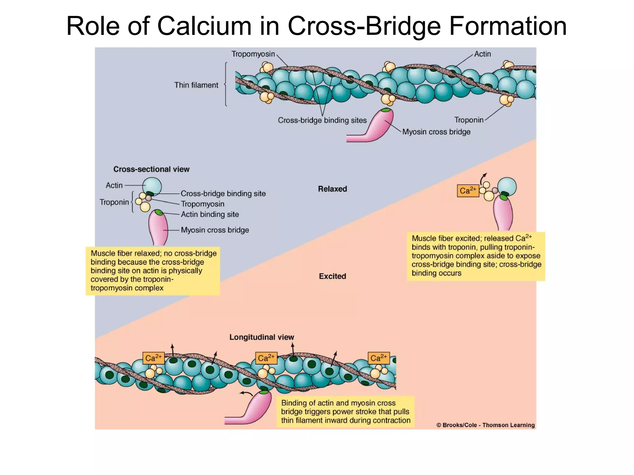 Skeletal Muscle Physiology Basics | PPT