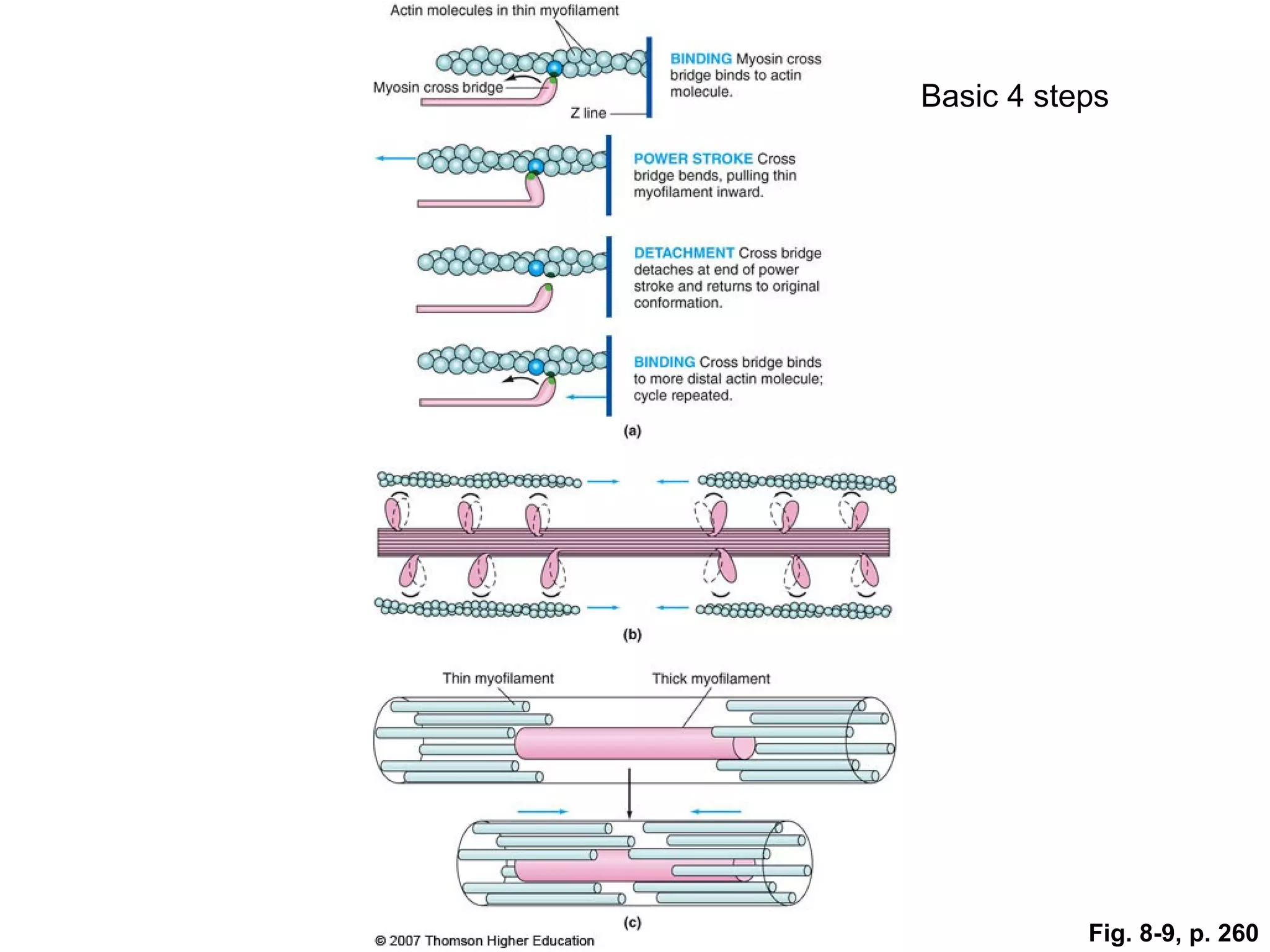 Skeletal Muscle Physiology Basics | PPT