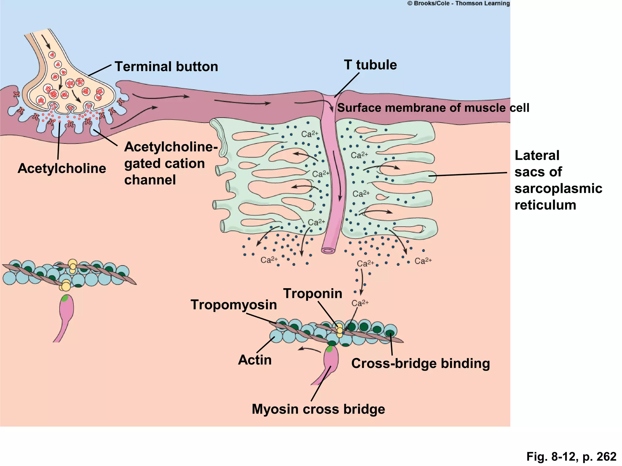 Skeletal Muscle Physiology Basics | PPT