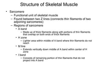 Skeletal Muscle Physiology Basics | PPT