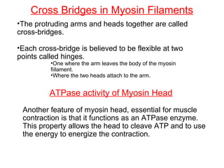 Skeletal Muscle Physiology Basics | PPT