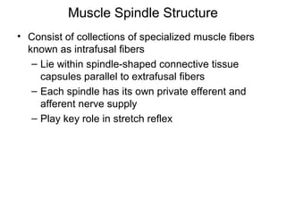 Skeletal Muscle Physiology Basics | PPT
