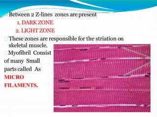 Skeletal muscle | PPT