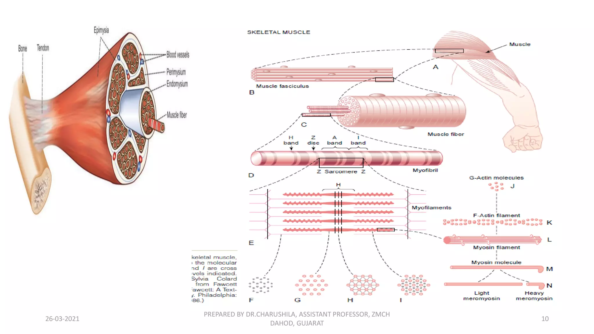 Skeletal muscle | PDF