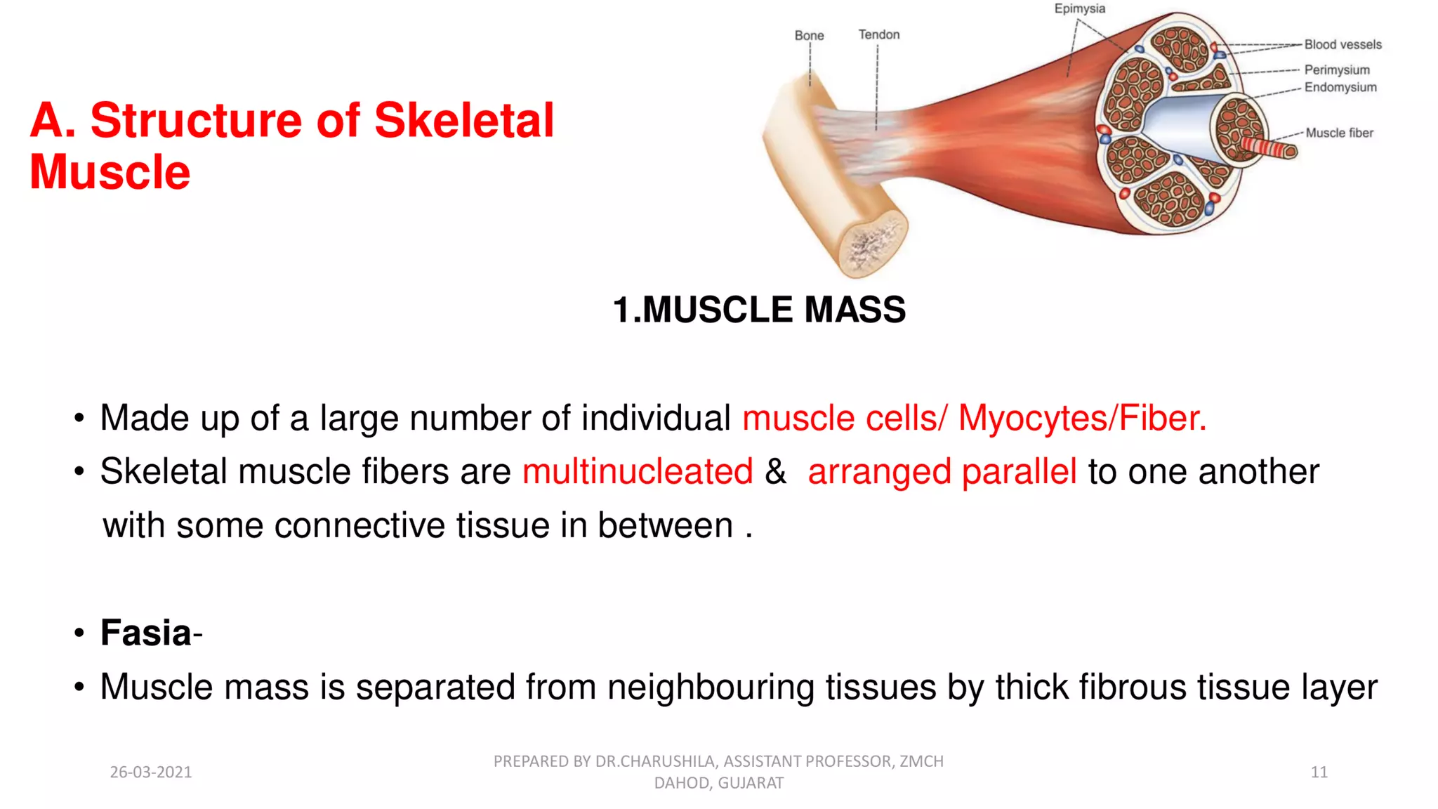 Skeletal muscle | PDF