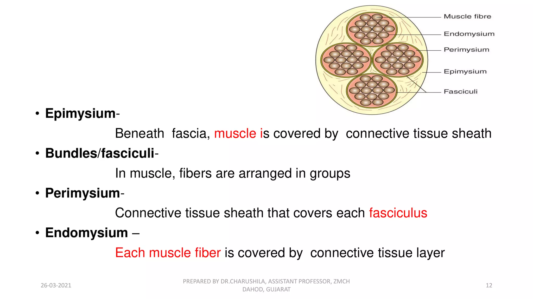 Skeletal muscle | PDF