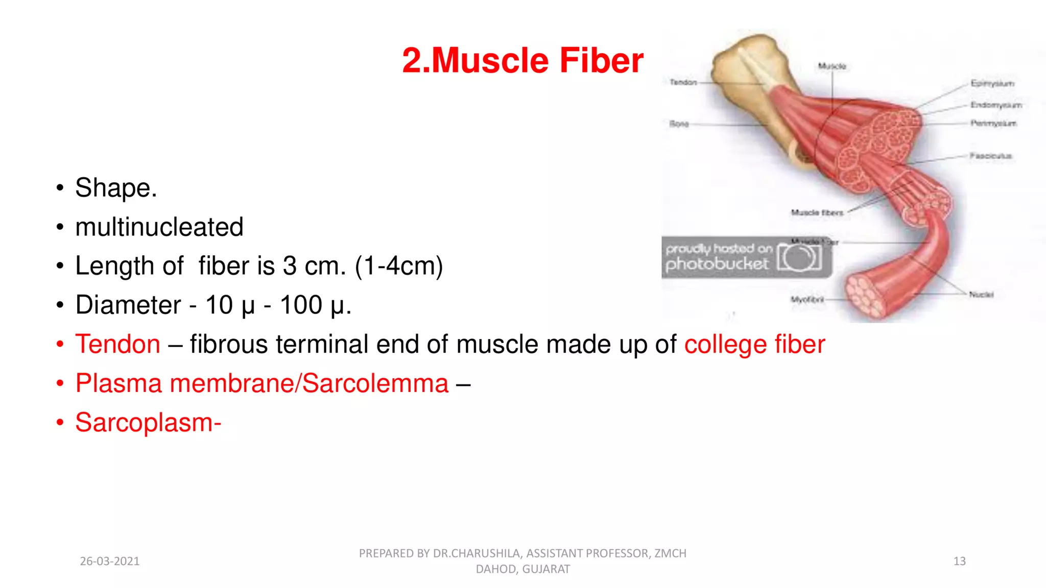 Skeletal muscle | PPT | Free Download