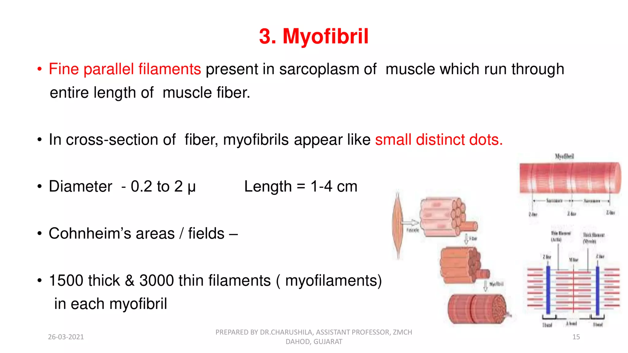 Skeletal muscle | PDF