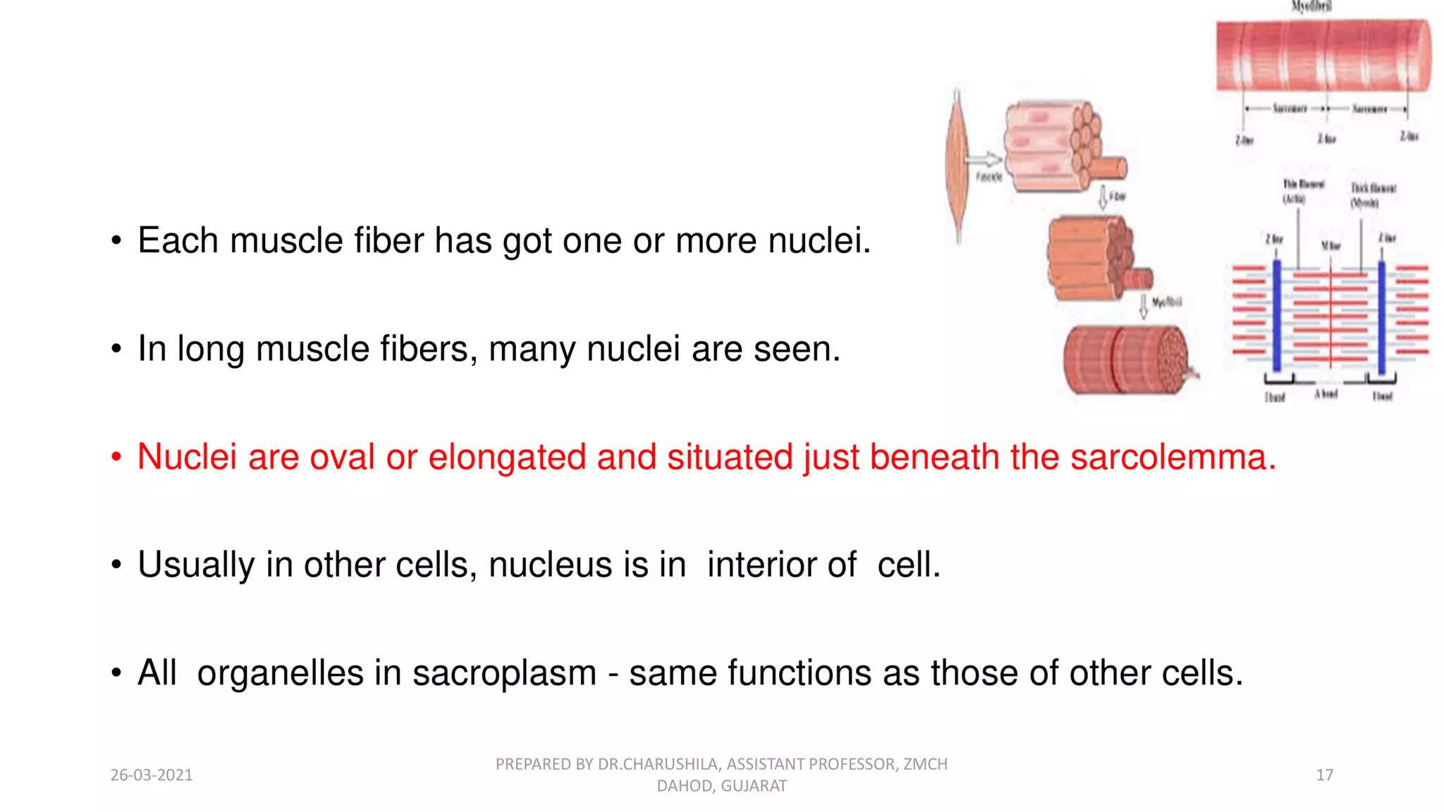 Skeletal muscle | PDF