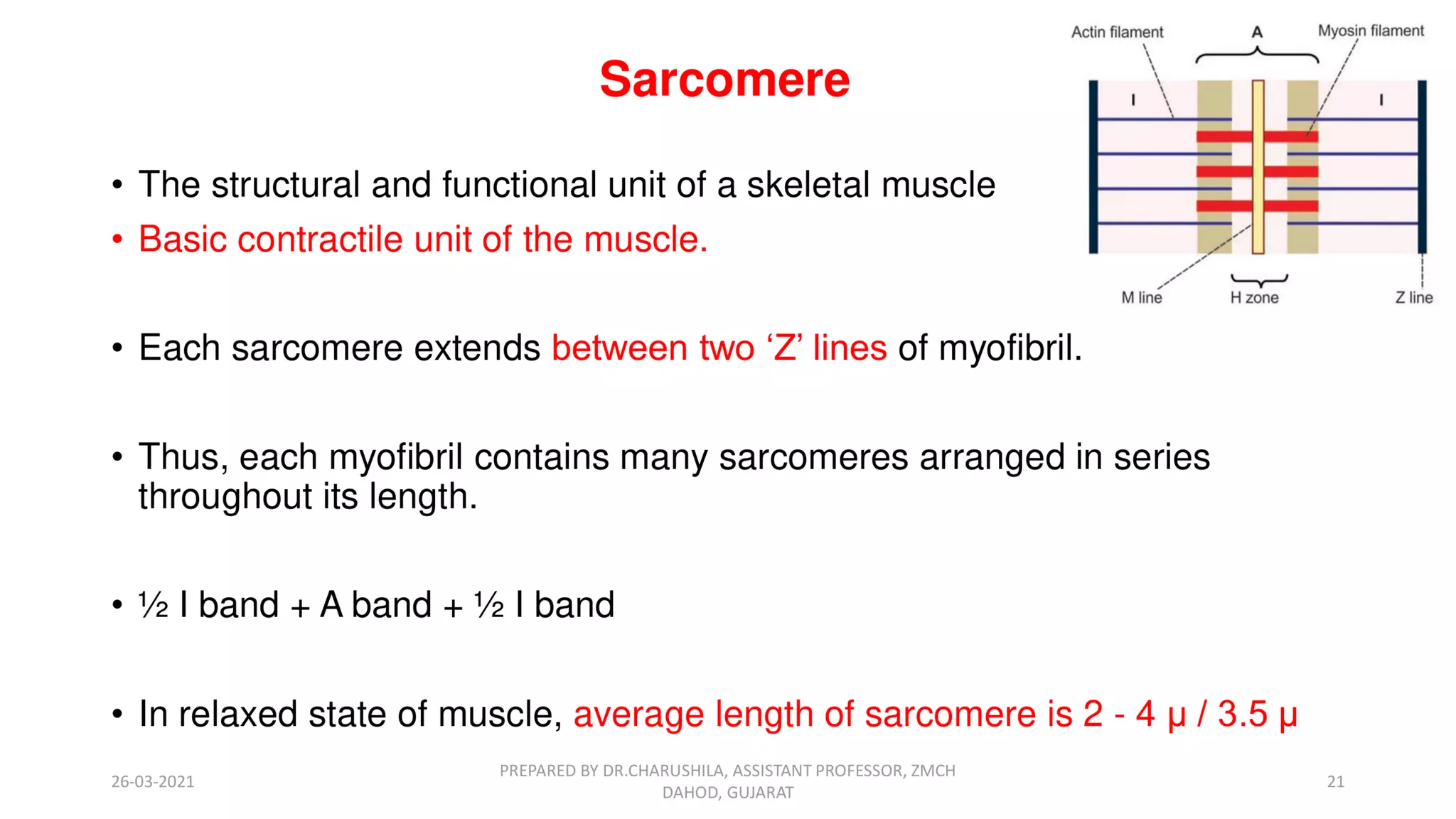 Skeletal muscle | PDF