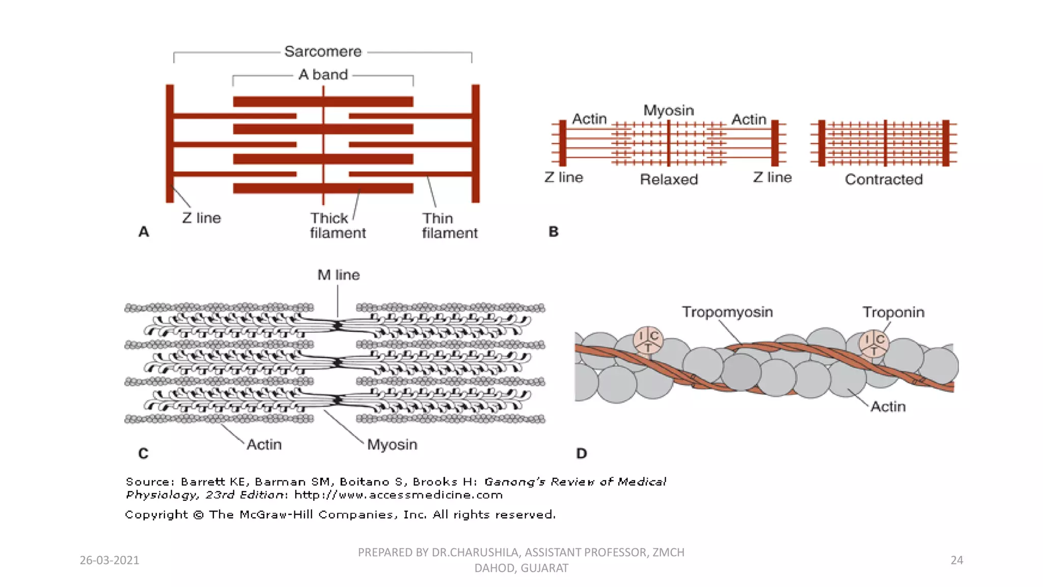 Skeletal muscle | PDF