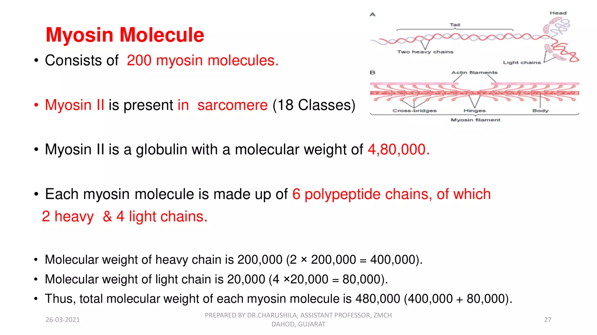 Skeletal muscle | PDF