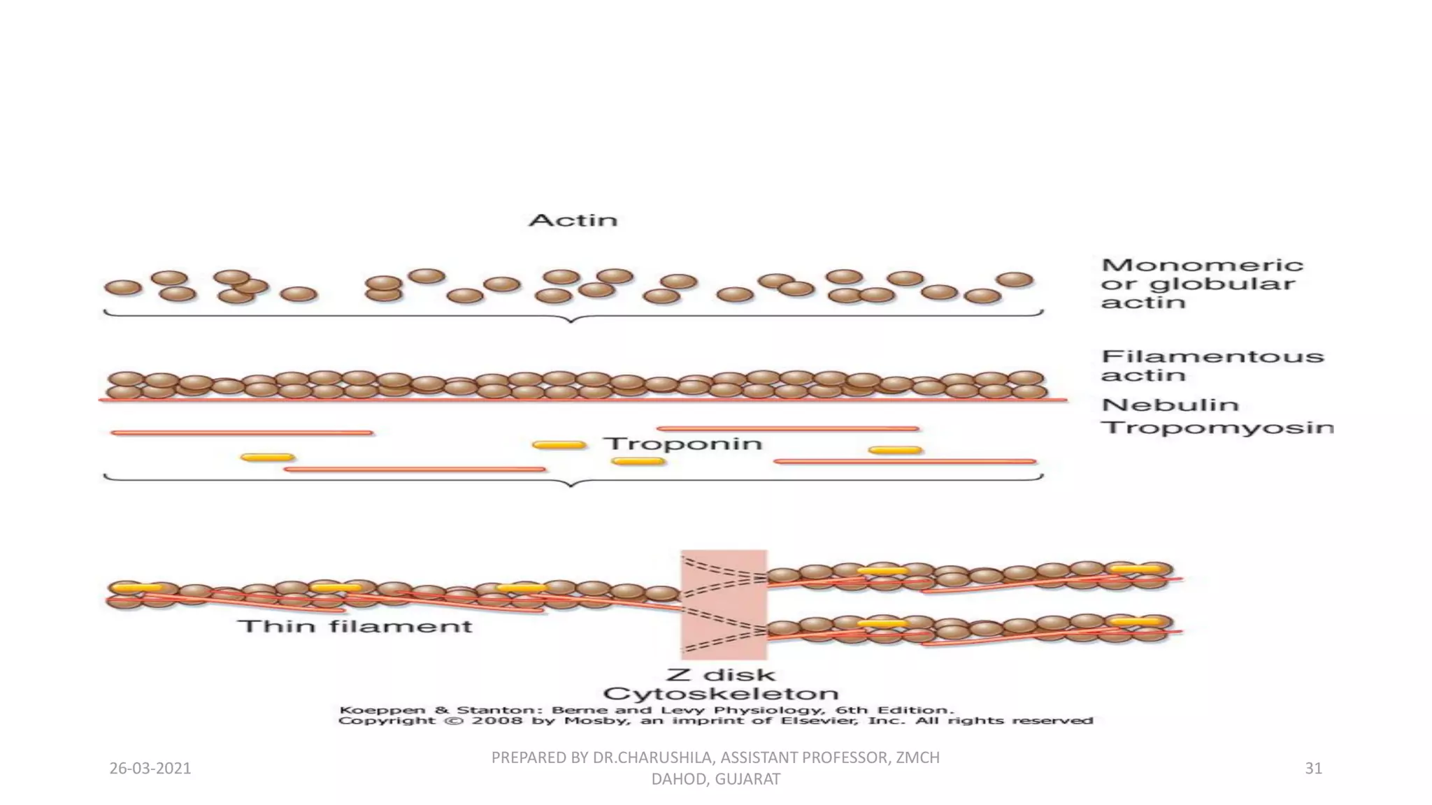 Skeletal muscle | PDF