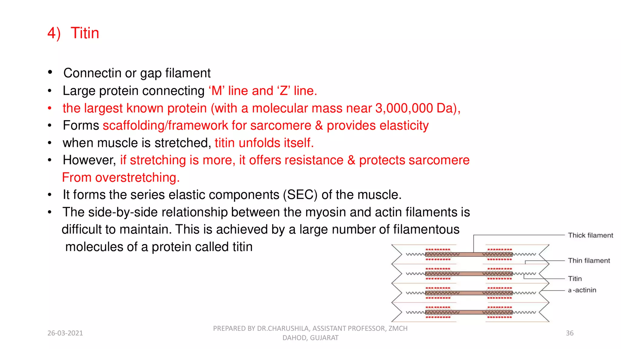 Skeletal muscle | PDF