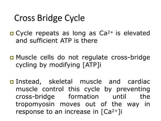skeletal muscle.pptx