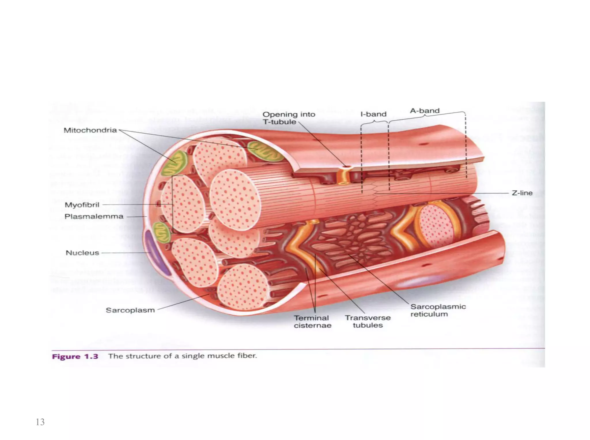 skeletal muscle.pdf