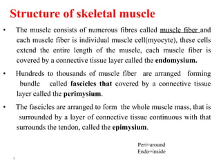 skeletal muscle.pdf