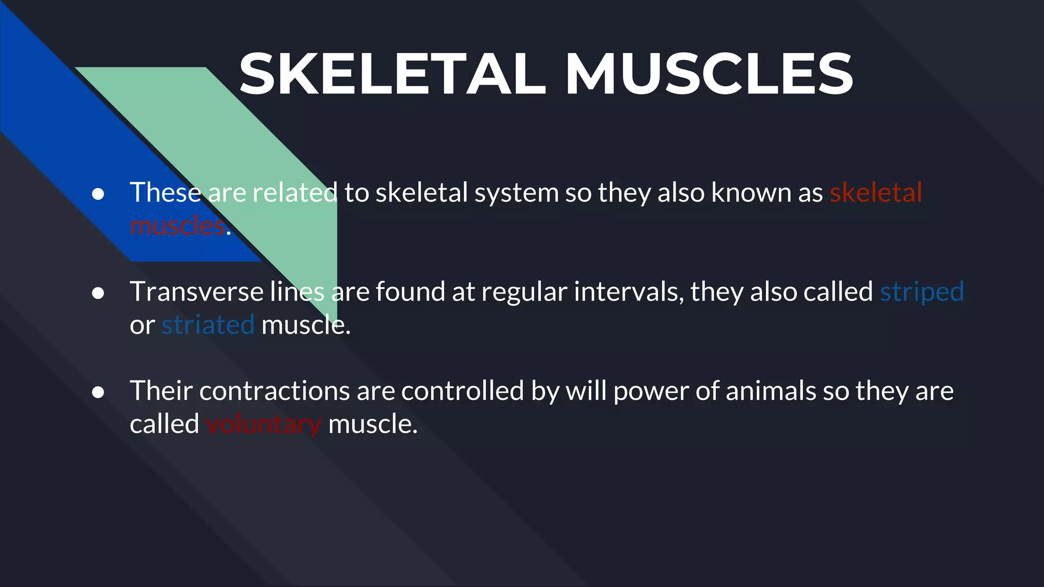 Skeletal Muscles | PPTX