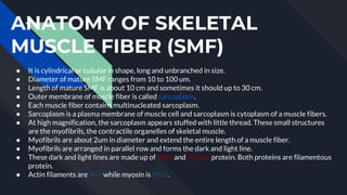 Skeletal Muscles | PPTX