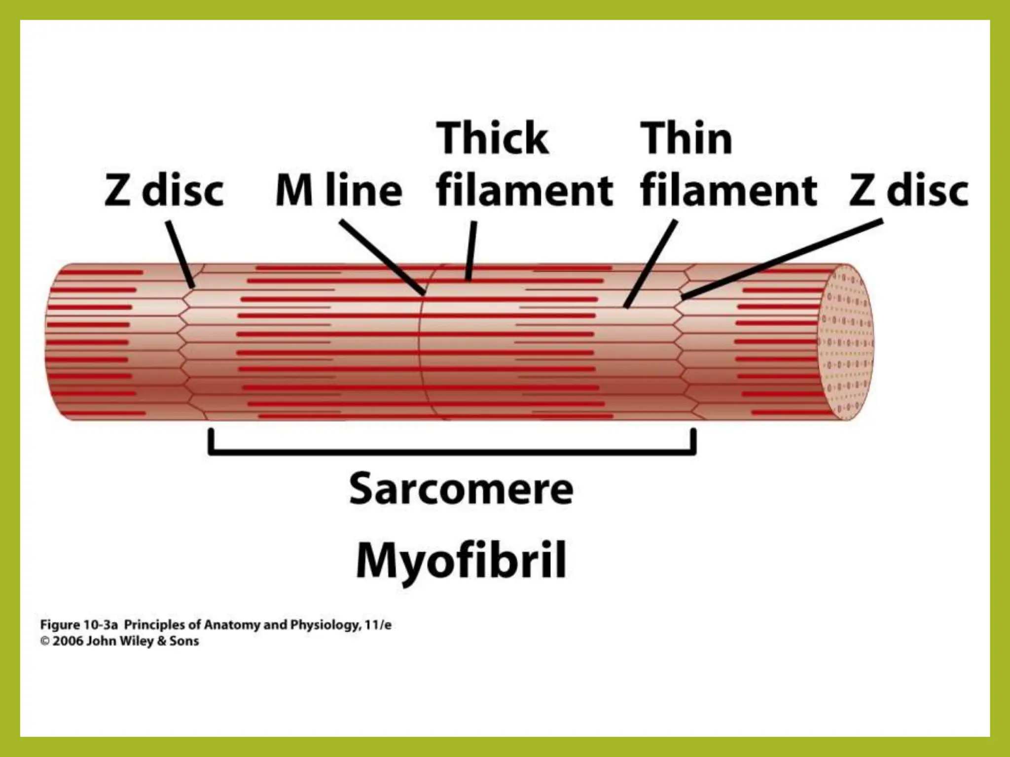 skeletal musclemicroemulsions microemulsions microemulsions ...