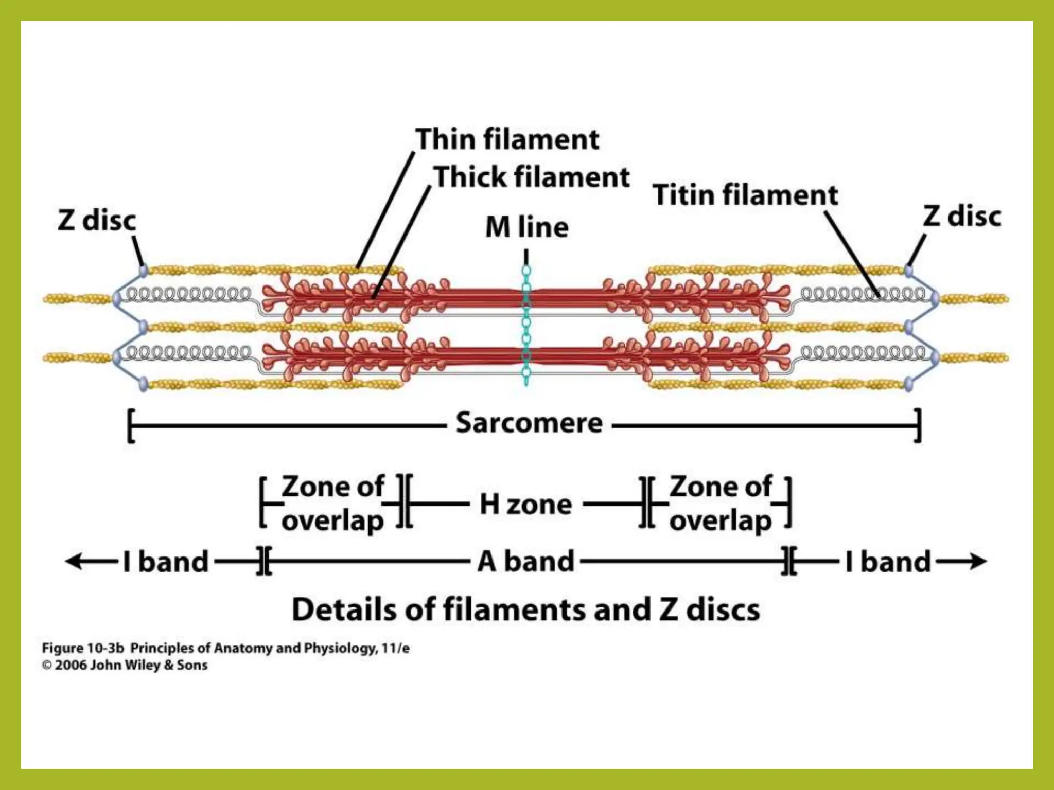 skeletal musclemicroemulsions microemulsions microemulsions ...