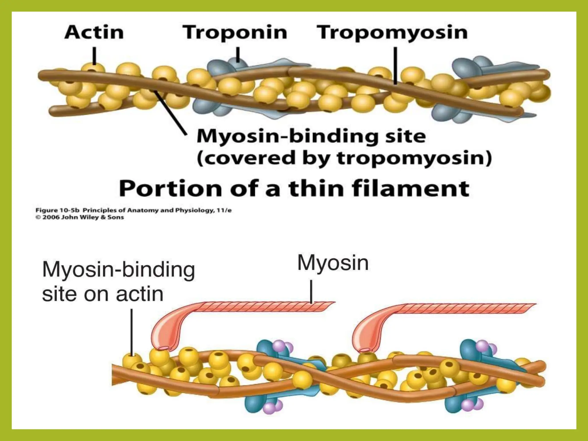 skeletal musclemicroemulsions microemulsions microemulsions ...