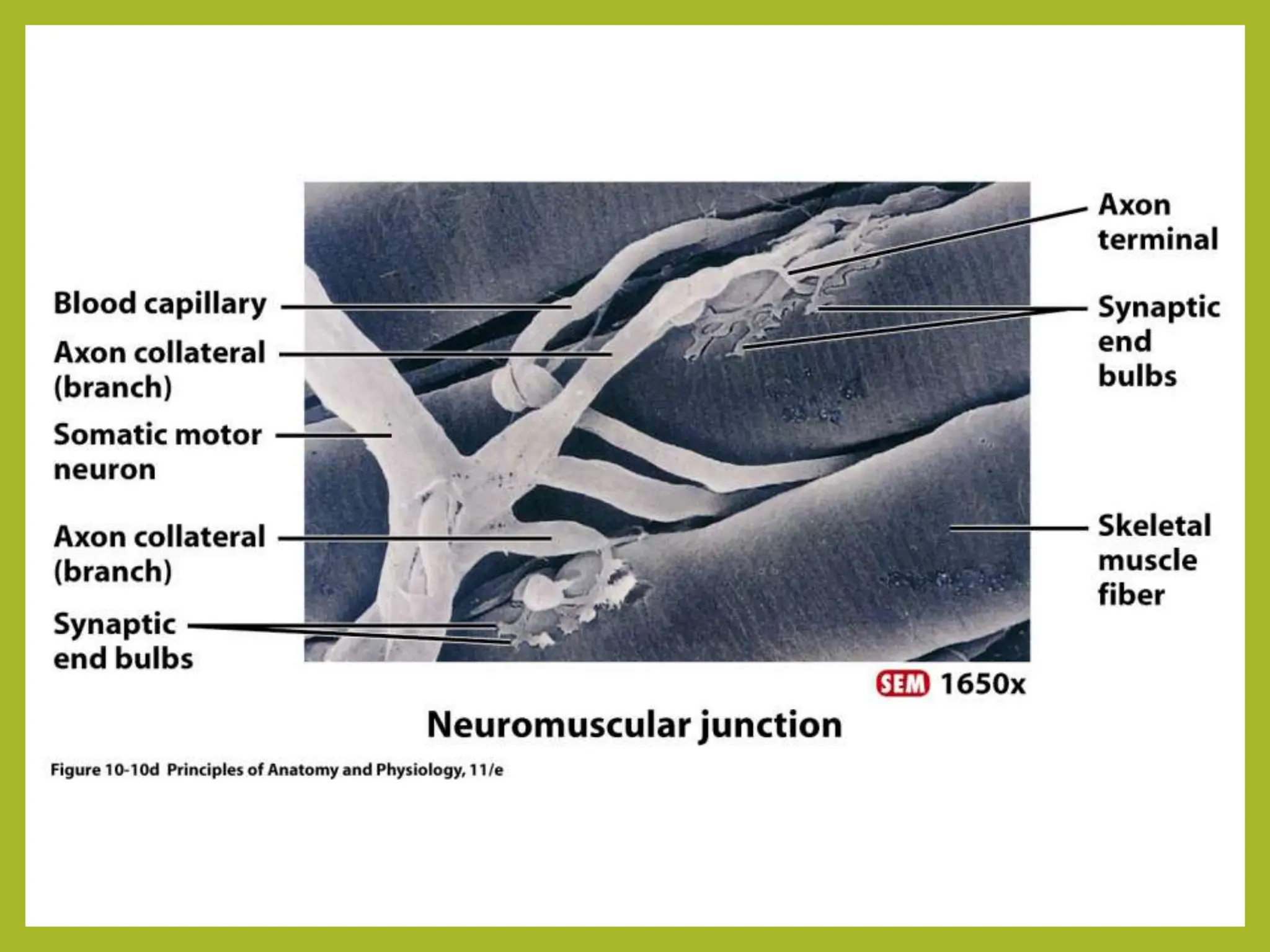 skeletal musclemicroemulsions microemulsions microemulsions ...