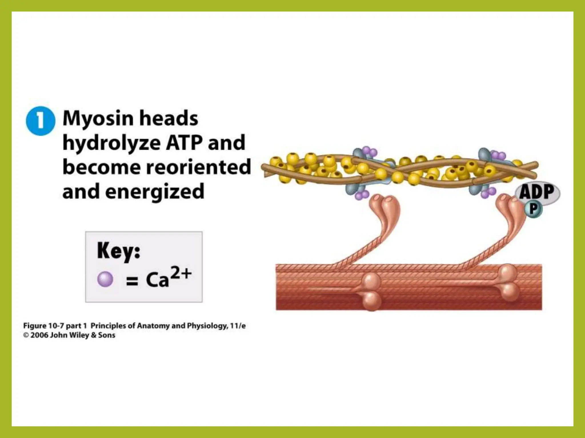 skeletal musclemicroemulsions microemulsions microemulsions ...