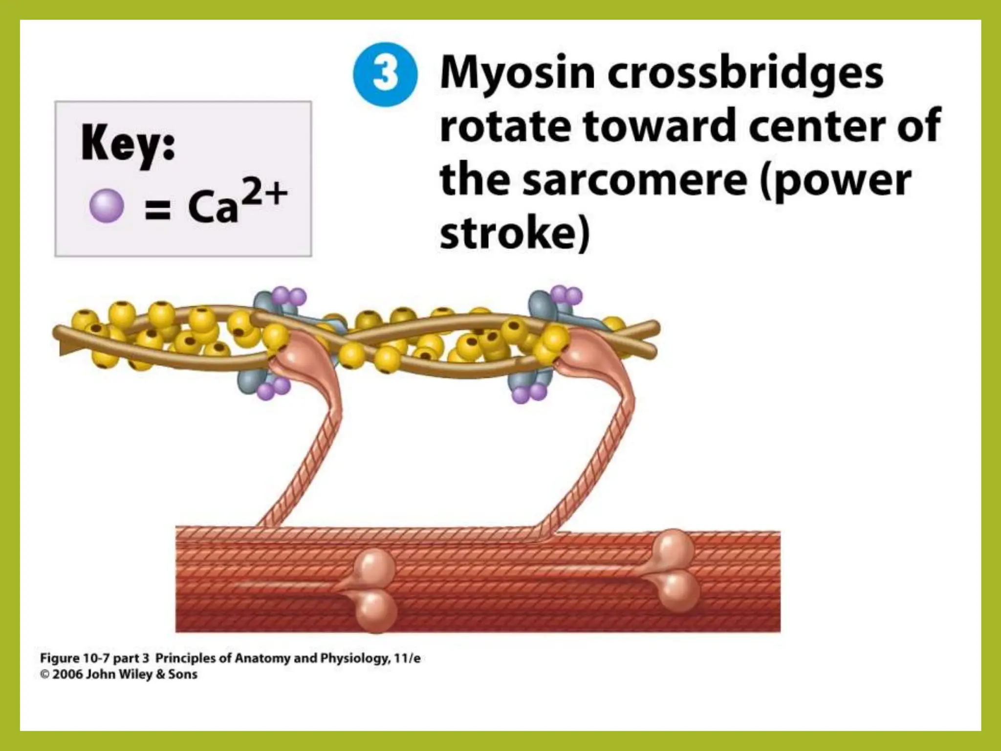 skeletal musclemicroemulsions microemulsions microemulsions ...