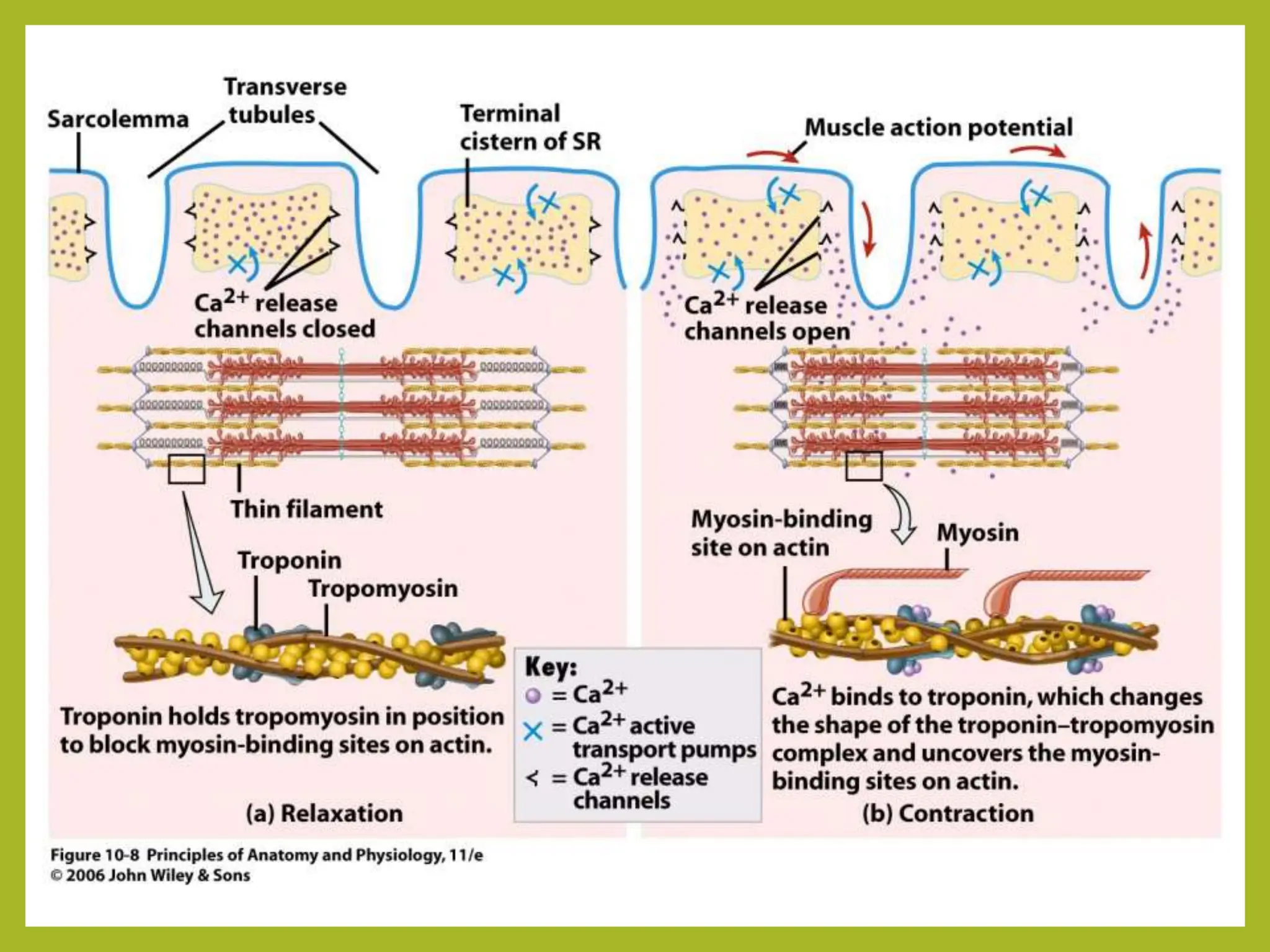 skeletal musclemicroemulsions microemulsions microemulsions ...