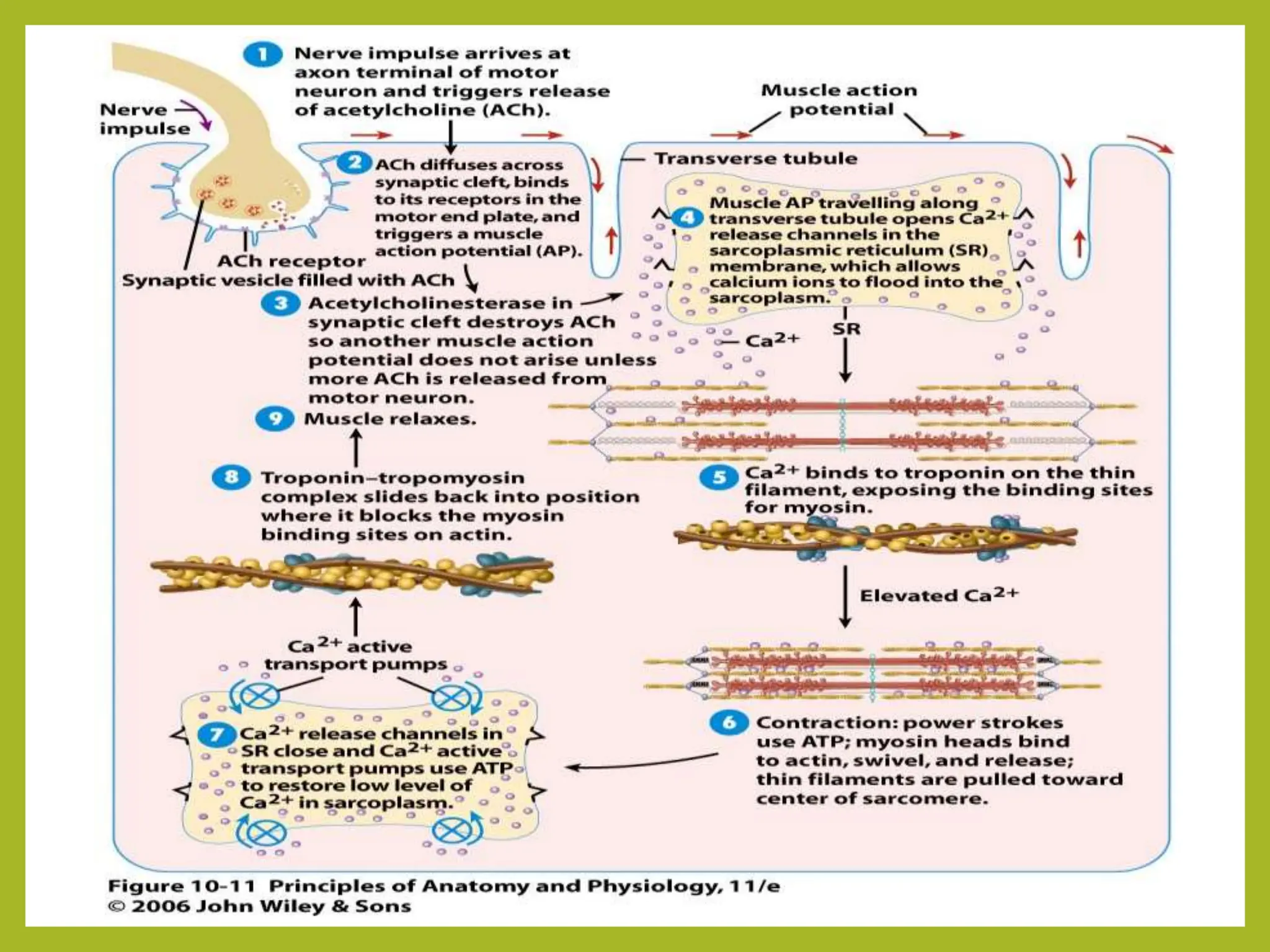 skeletal musclemicroemulsions microemulsions microemulsions ...
