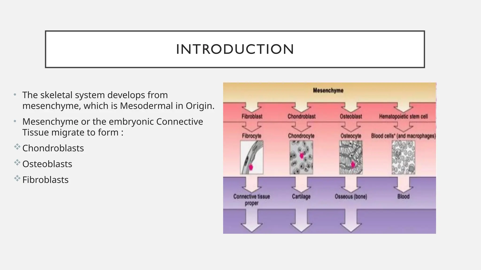 skeletal muscle development of fetus embryonic growth | PPTX