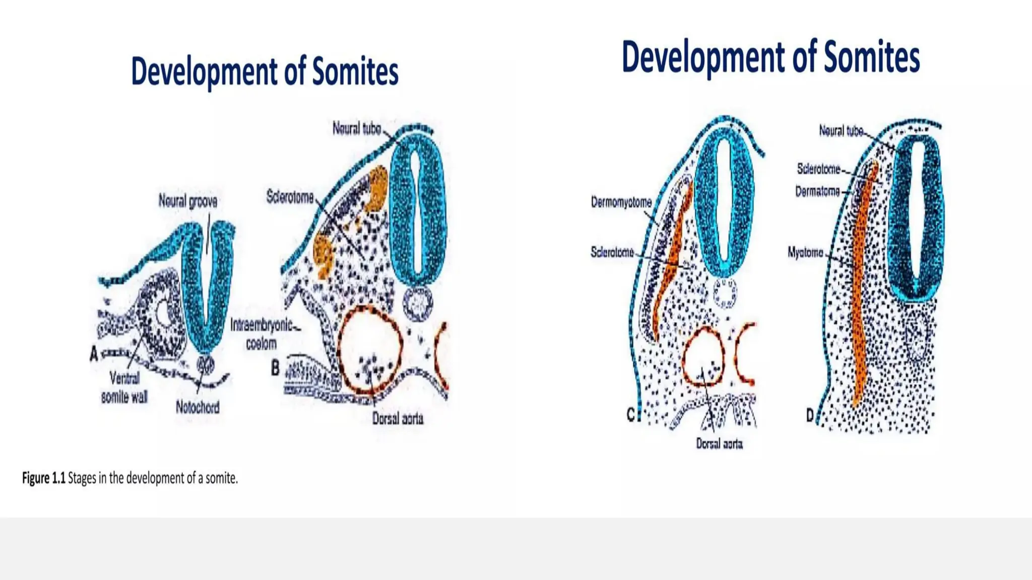 skeletal muscle development of fetus embryonic growth | PPTX