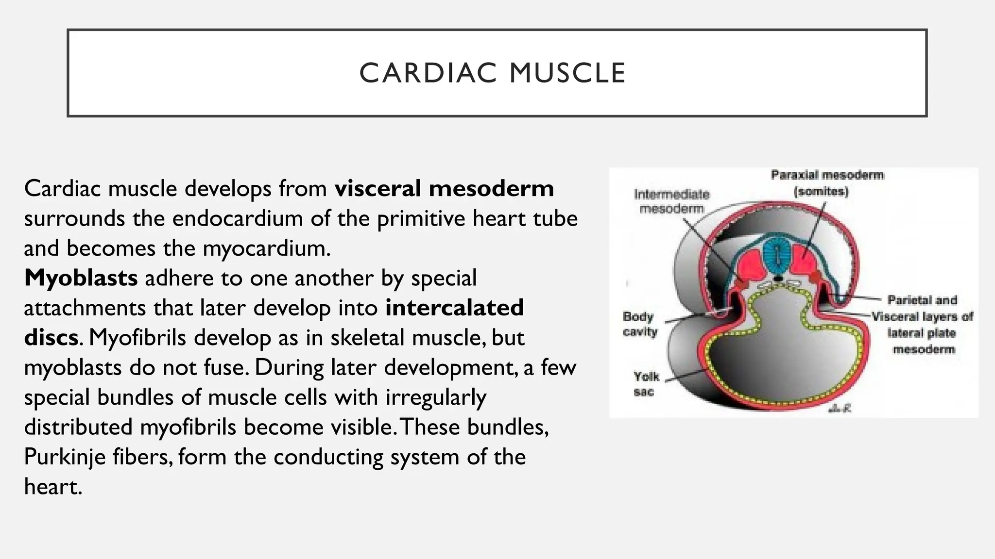skeletal muscle development of fetus embryonic growth | PPTX