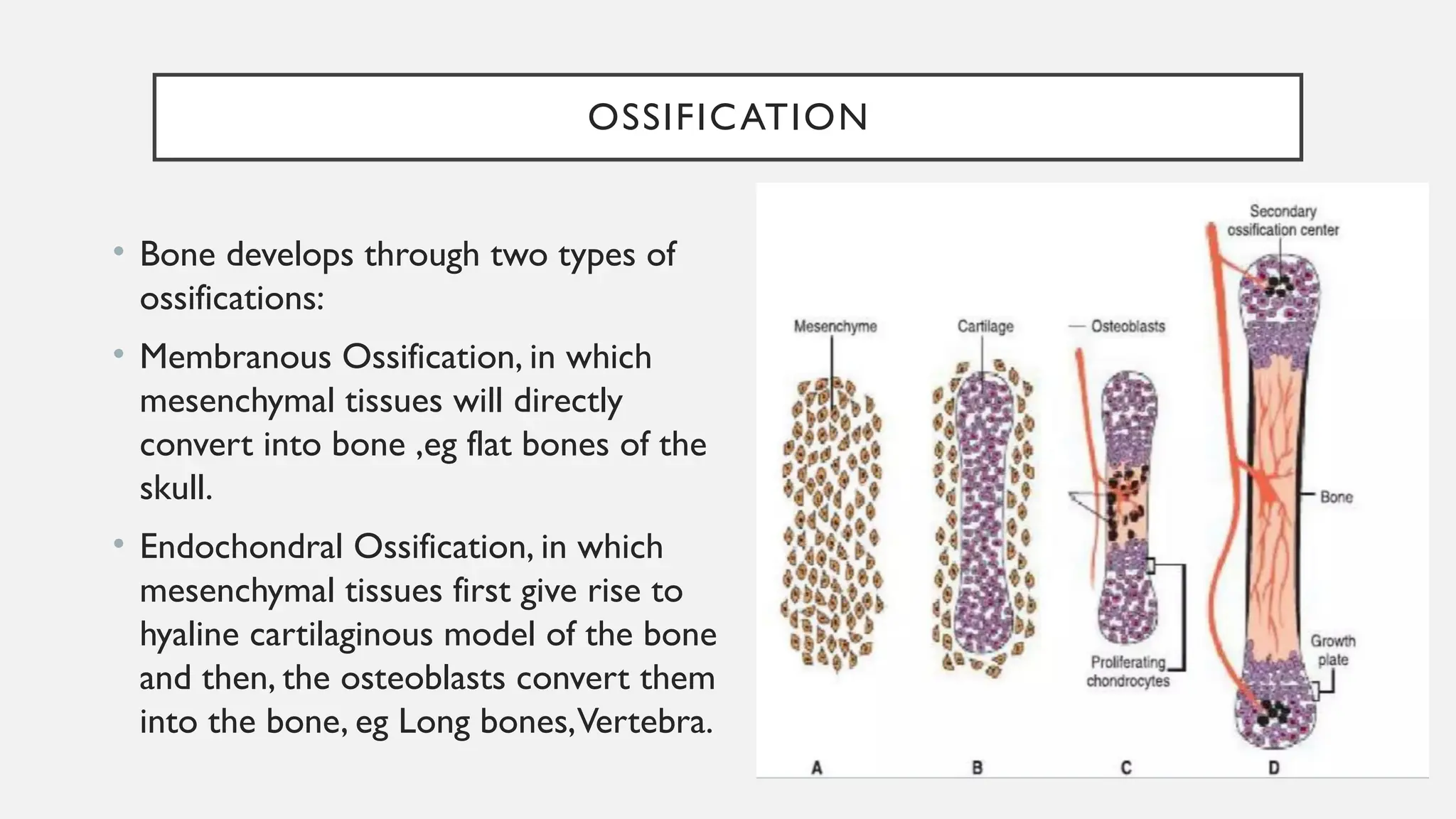 skeletal muscle development of fetus embryonic growth | PPTX