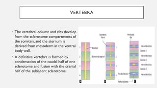 skeletal muscle development of fetus embryonic growth | PPTX