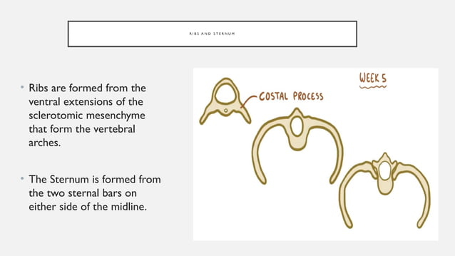 skeletal muscle development of fetus embryonic growth | PPTX