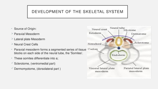 skeletal muscle development of fetus embryonic growth | PPTX