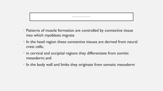 skeletal muscle development of fetus embryonic growth | PPTX