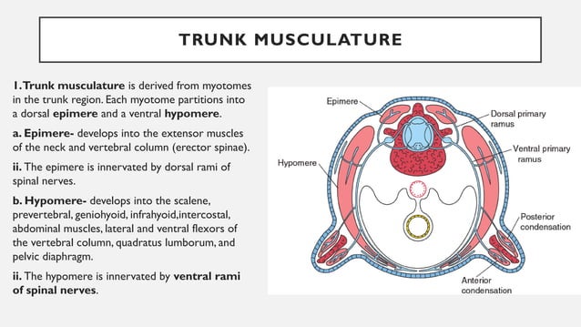 skeletal muscle development of fetus embryonic growth | PPTX