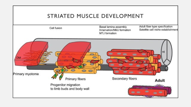 skeletal muscle development of fetus embryonic growth | PPTX