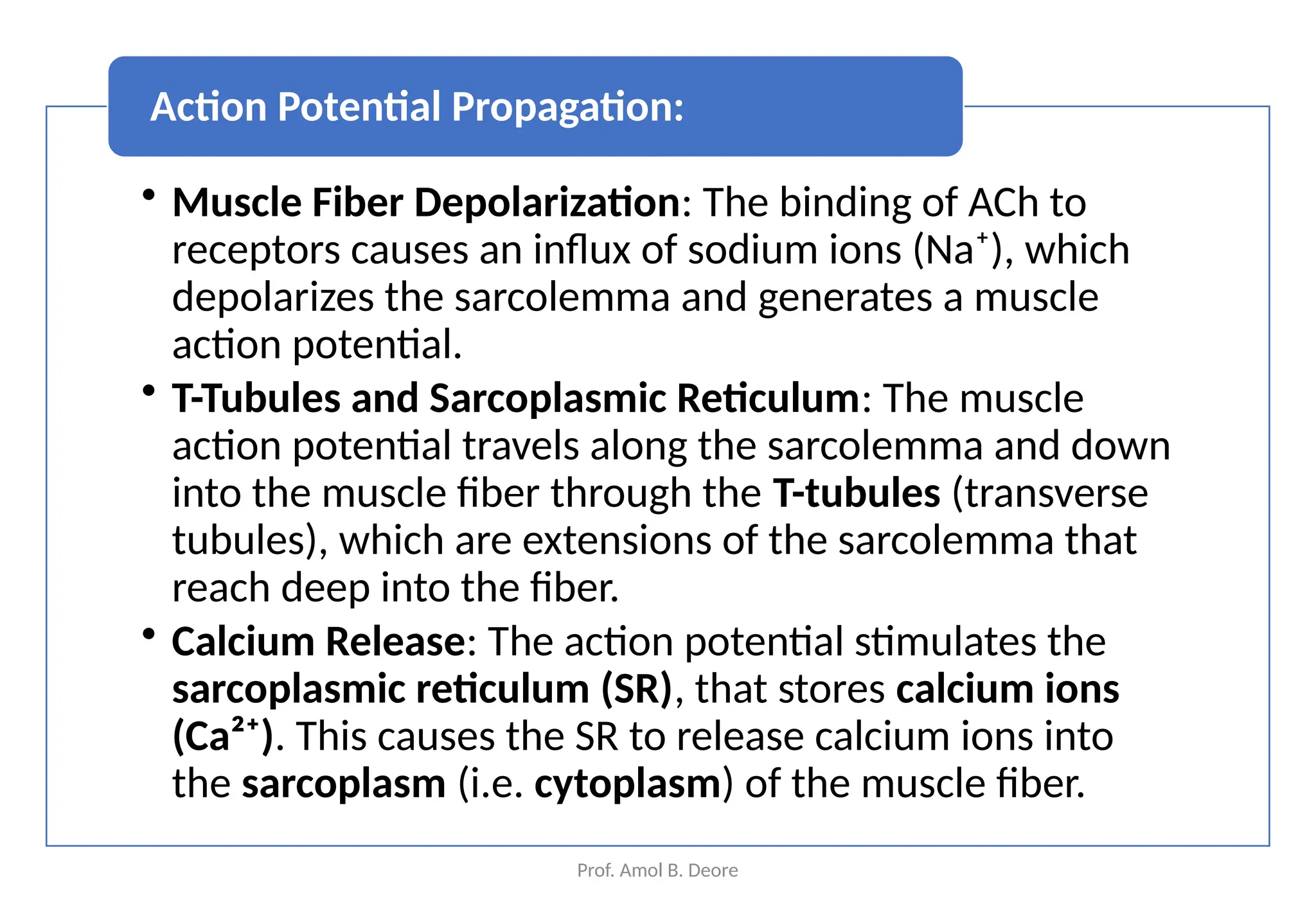 Skeletal Muscle First Year B Pharm Semester 1.pptx